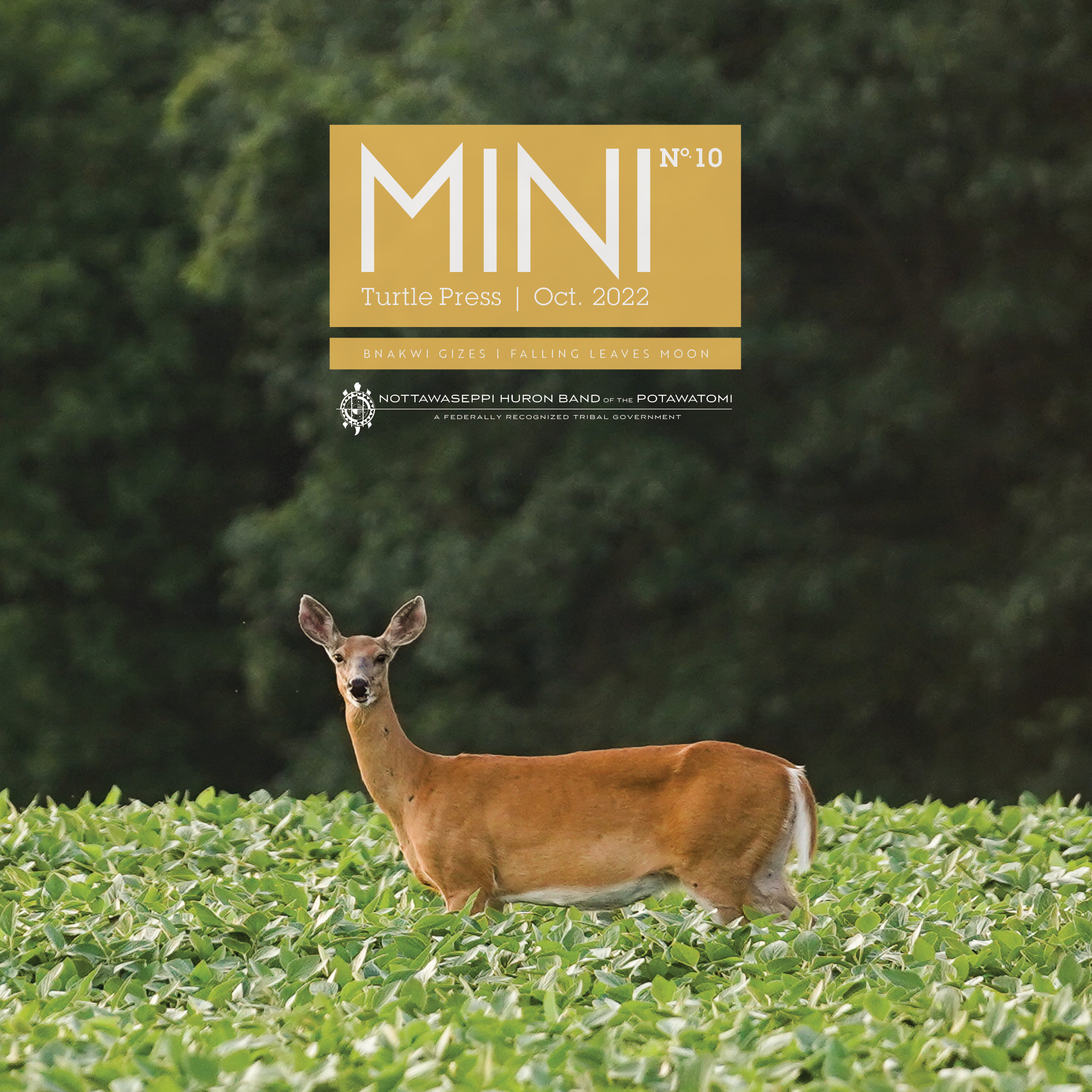 October – MINI | NHBP