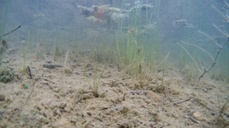 Bridging the Gap Between Traditional Ecological Knowledge and ...