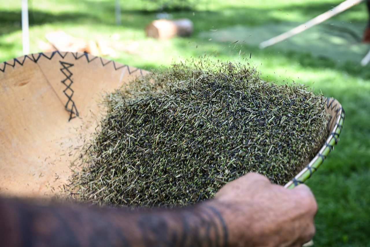 Michigan Signs Manoomin {Wild Rice} as State Grain Into Law | NHBP